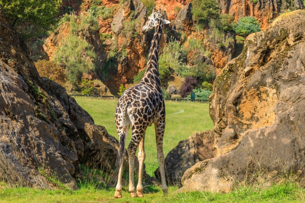 wild-visit-to-the-cab-rceno-nature-park-zumtrip