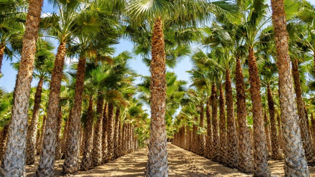 Elx, the city hidden in the largest palm grove in Europe | ZumTrip